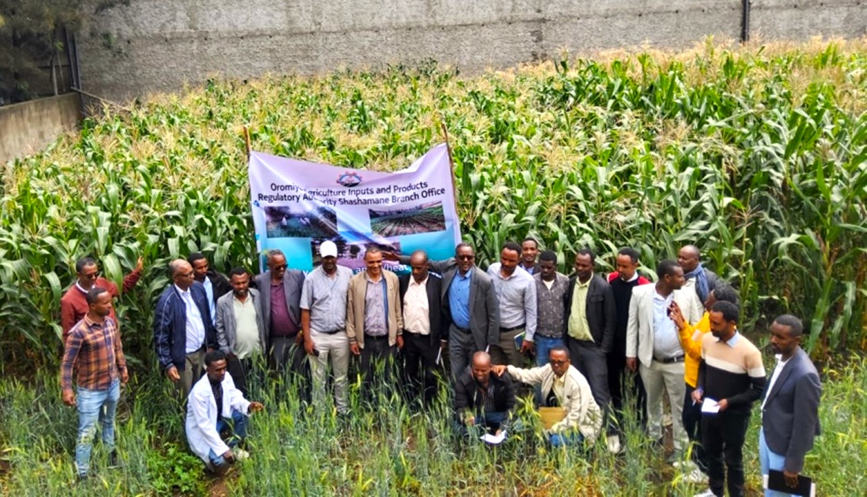 Field Day Showcasing Progress of Grow Out Test in Oromia – ESP ...