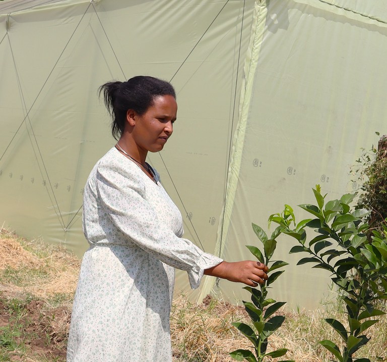 Ethiopian Seed Partnership and Alage Agricultural TVET join forces to ...